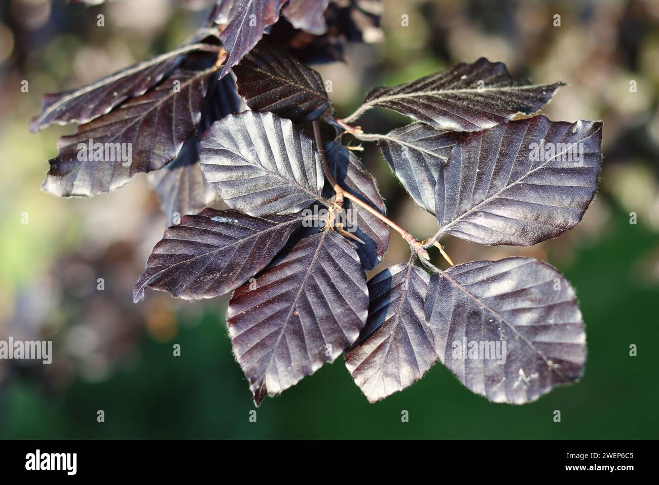 Beech leaf vein hi-res stock photography and images - Alamy