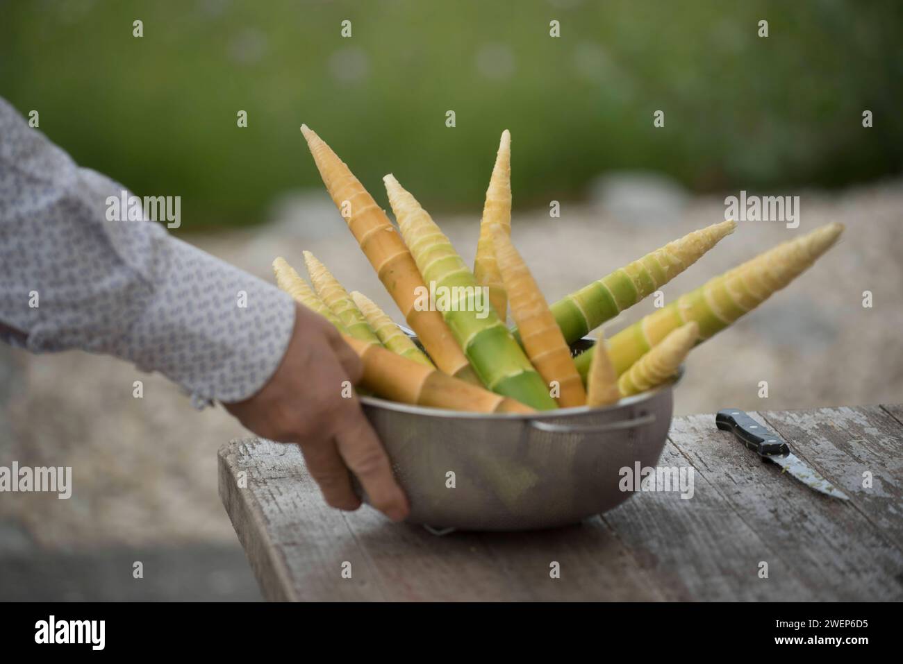 bamboo and bamboo shoots are healthy vegetables bamboo and bamboo ...