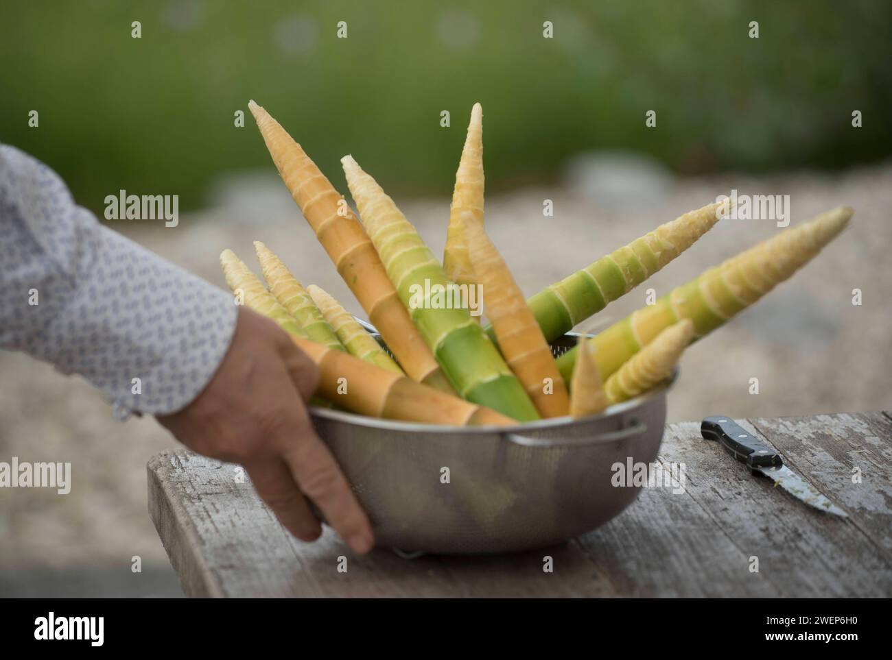 bamboo and bamboo shoots are healthy vegetables bamboo and bamboo ...