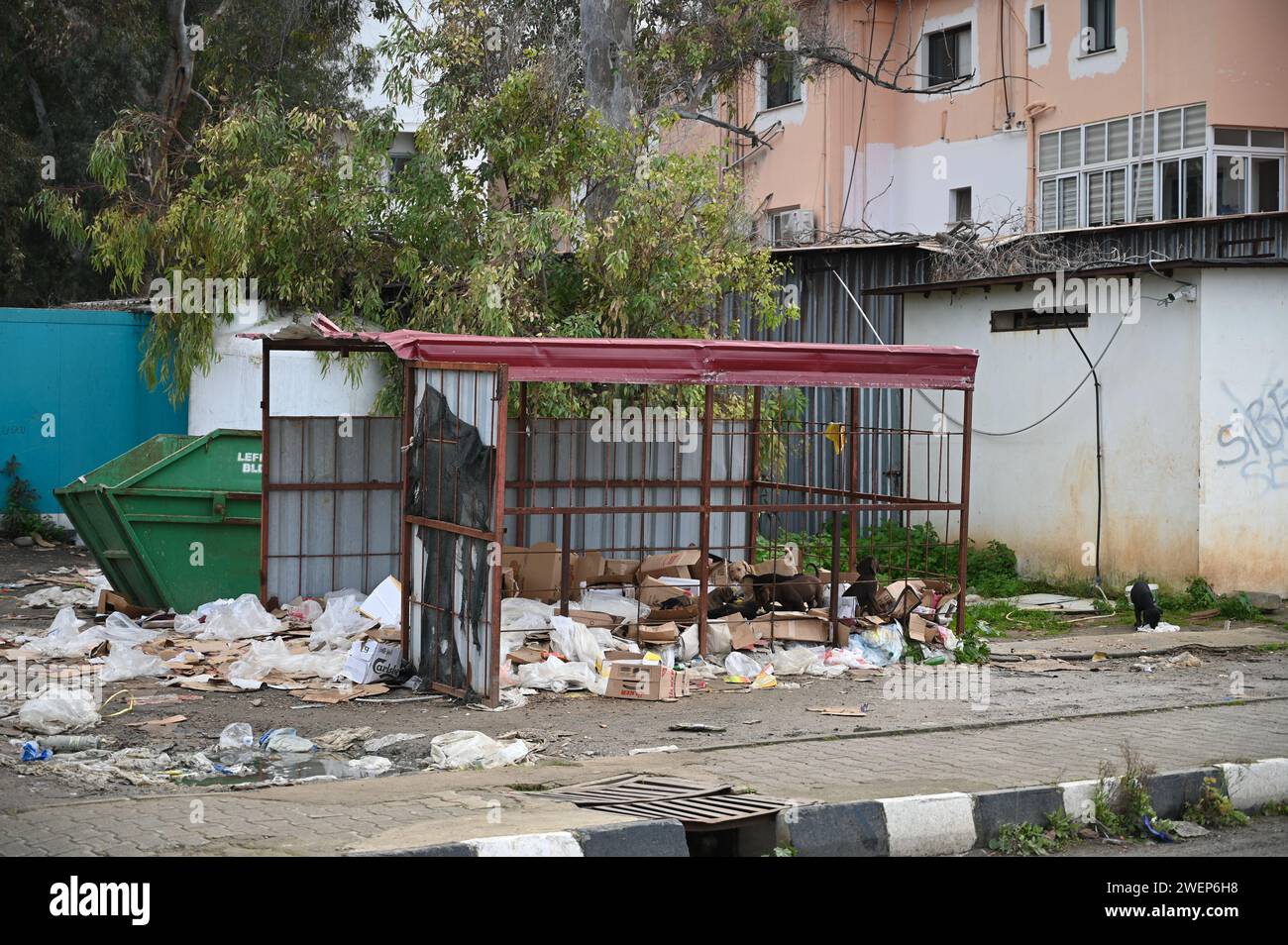 Street dog puppies play hi-res stock photography and images - Alamy