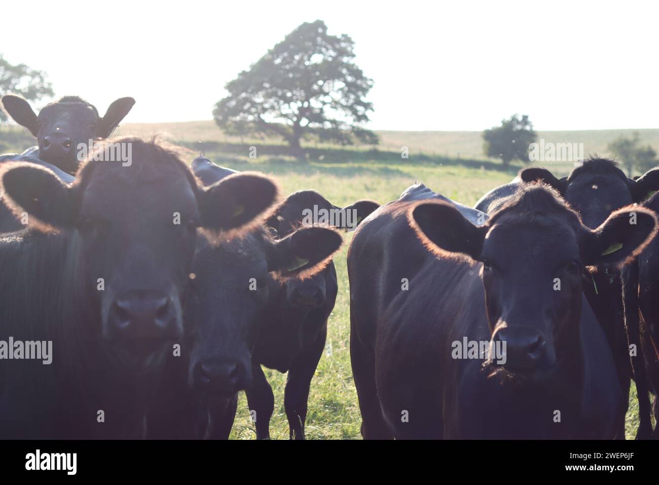 Evening sunlight in the countryside hi-res stock photography and images ...