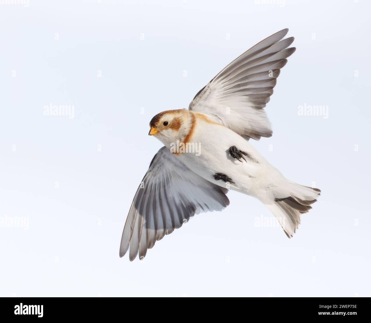 A Snow Bunting Bird flying with wings spread against blue sky Stock ...