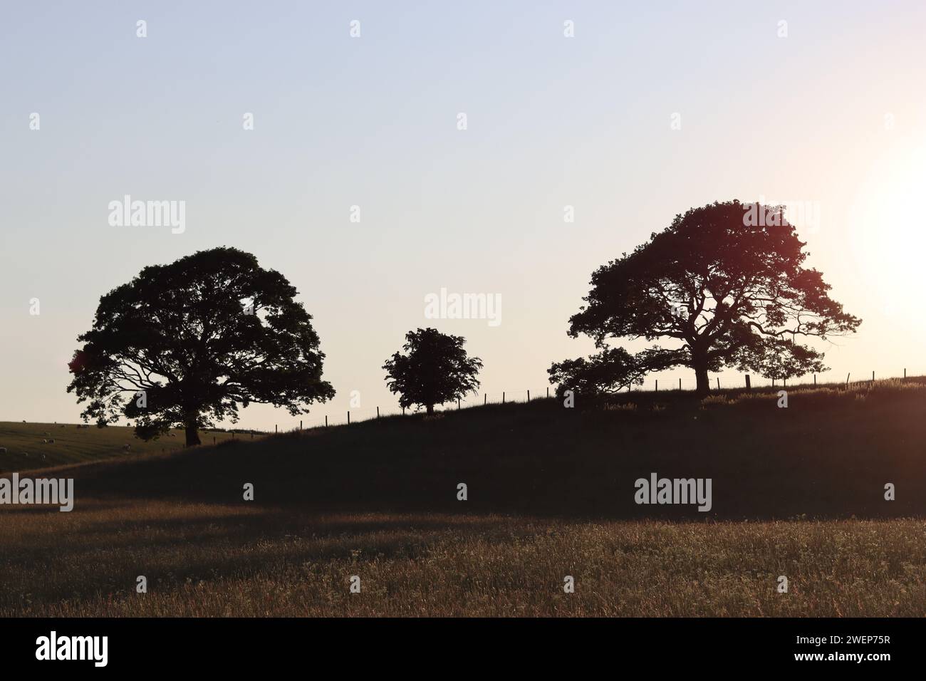 Oak trees in a countryside hay meadow, in silhouette in golden evening ...