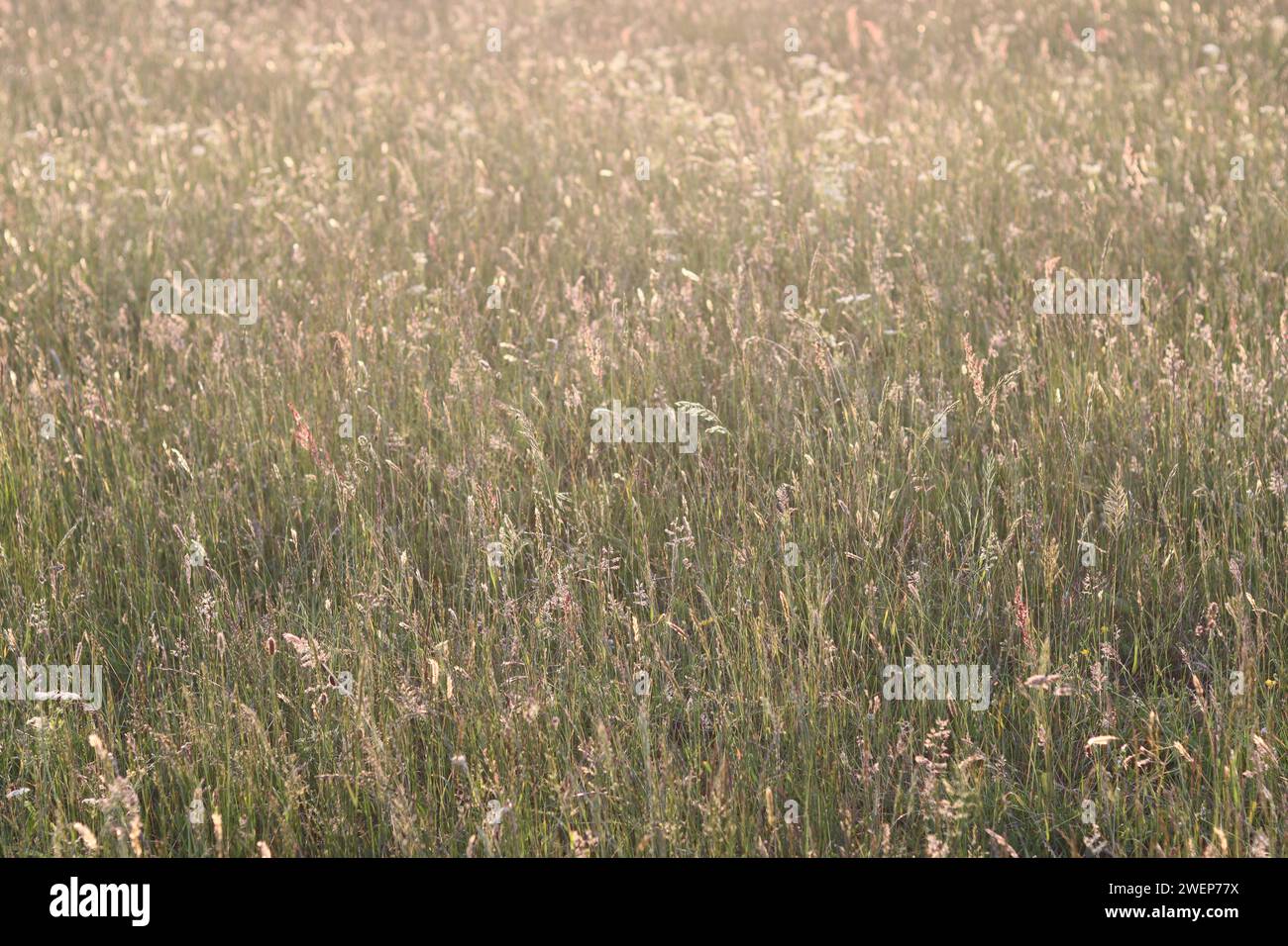 Long golden grass hi-res stock photography and images - Alamy