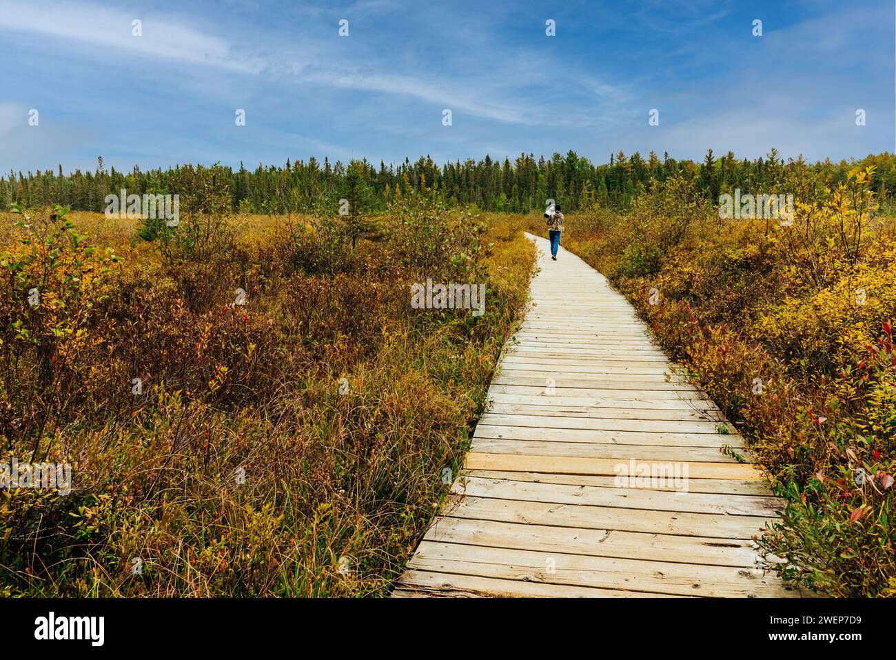 Wooden path through forest with tall trees Stock Photo - Alamy