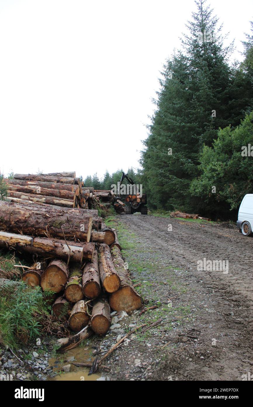 Logging Site, Lake District, England Stock Photo - Alamy