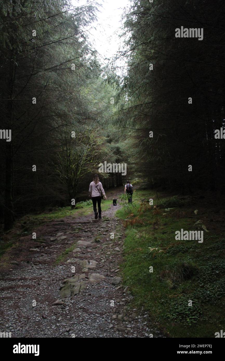 Woodland Path, Lake District, England Stock Photo - Alamy