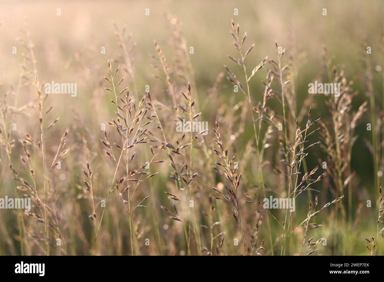 Long golden grass hi-res stock photography and images - Alamy