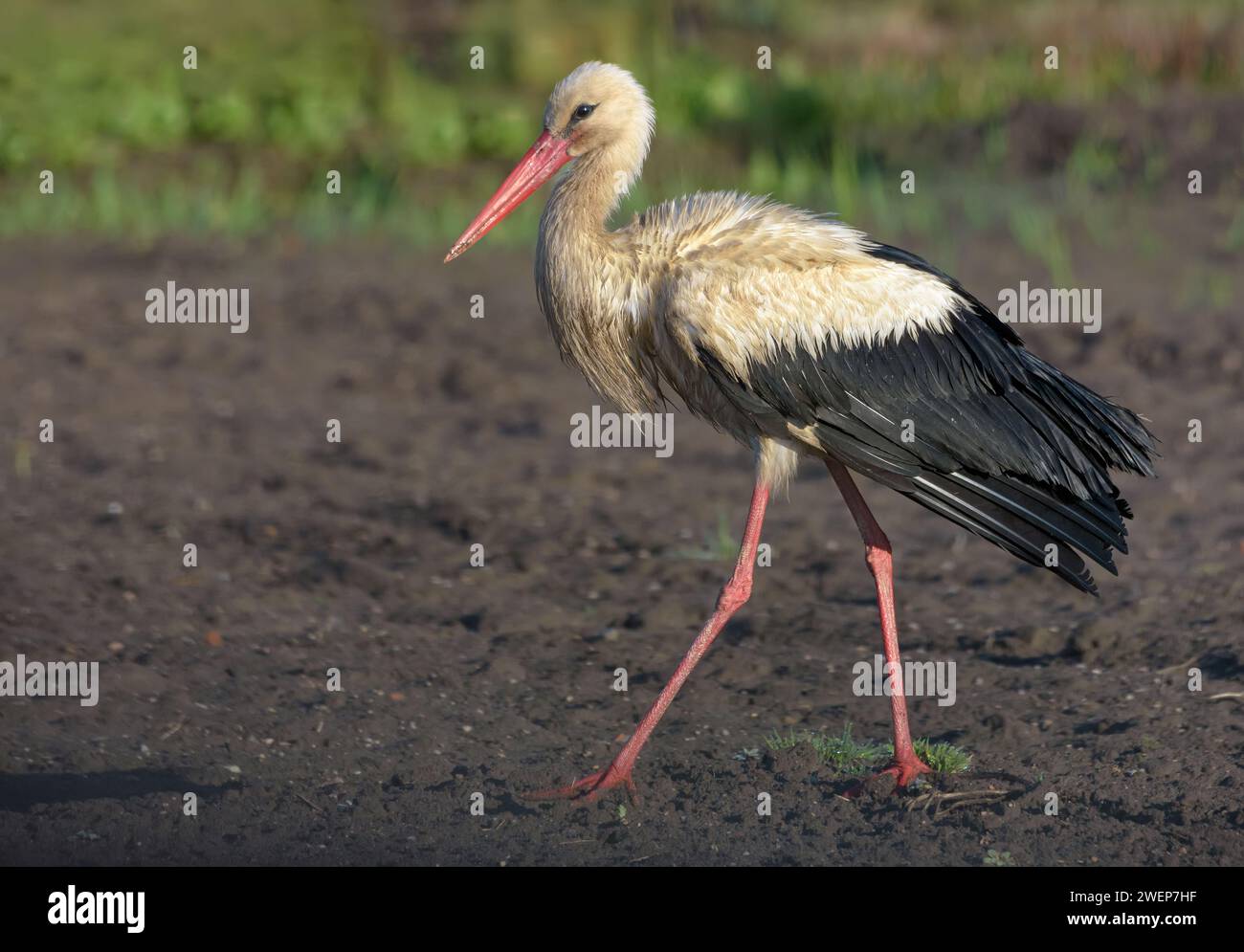Adult White stork (Ciconia ciconia) walking on freshly plowed field at ...