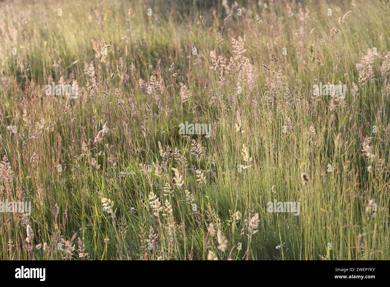 Long golden grass hi-res stock photography and images - Alamy