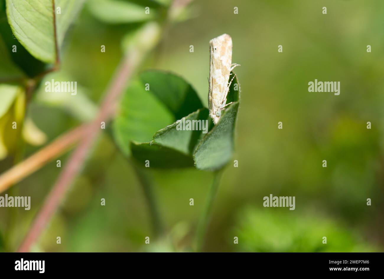 Lemon bell tortrix moth (Thiodia citrana Stock Photo - Alamy