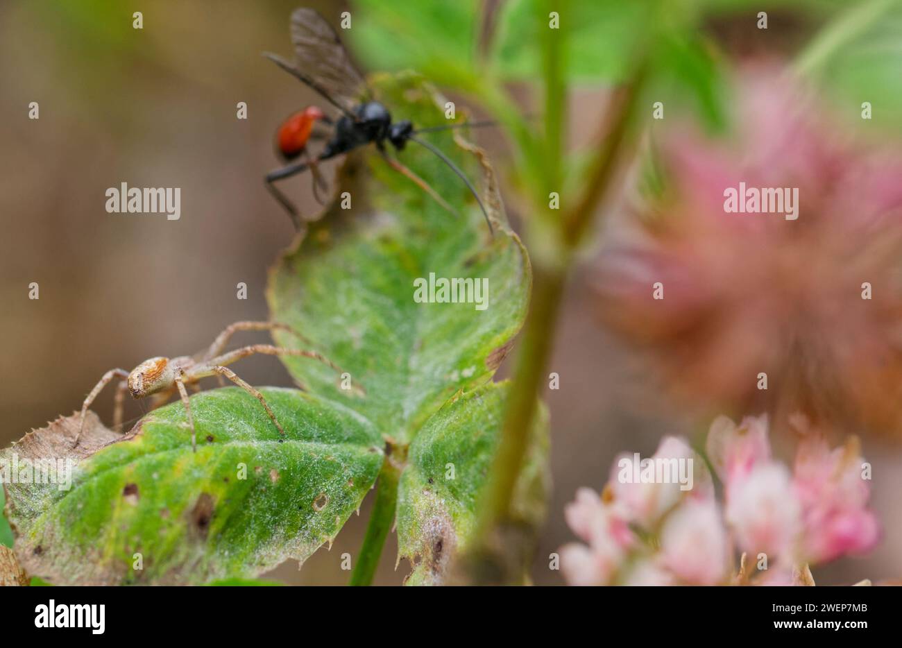 Running crab spider (Philodromus) defending it's egg nest against an ...