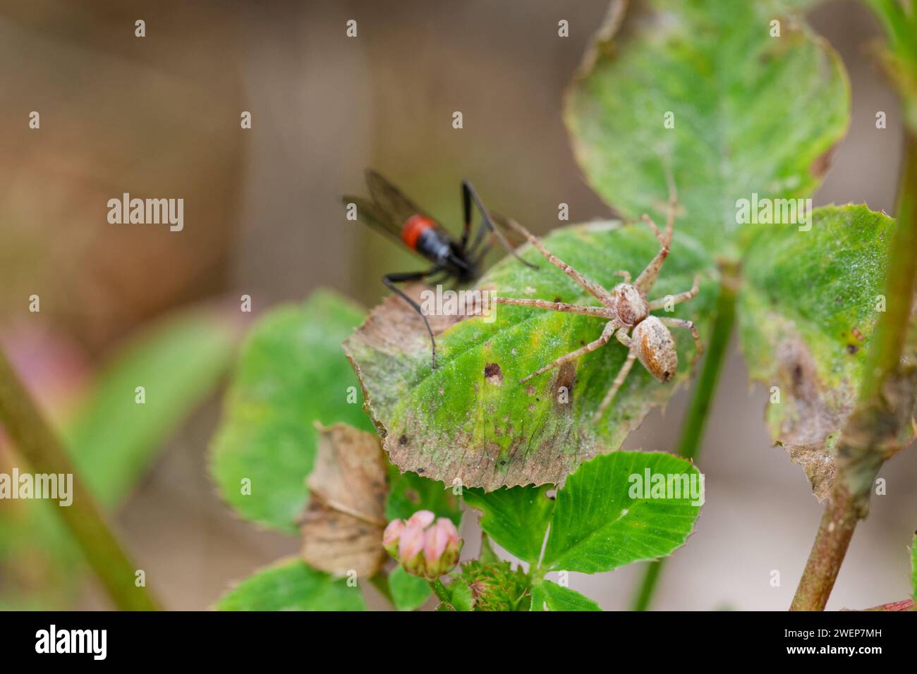 Running crab spider (Philodromus) defending it's egg nest against an ...