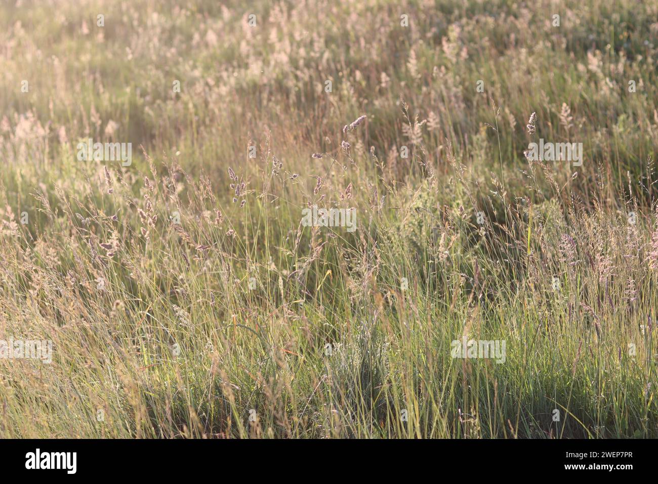 Long golden grass hi-res stock photography and images - Alamy