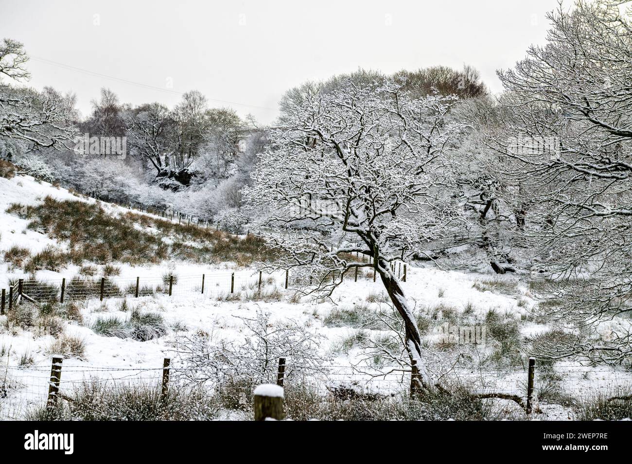 Snow fall oon the trees around the Lancashire Moorland of Rivington and ...