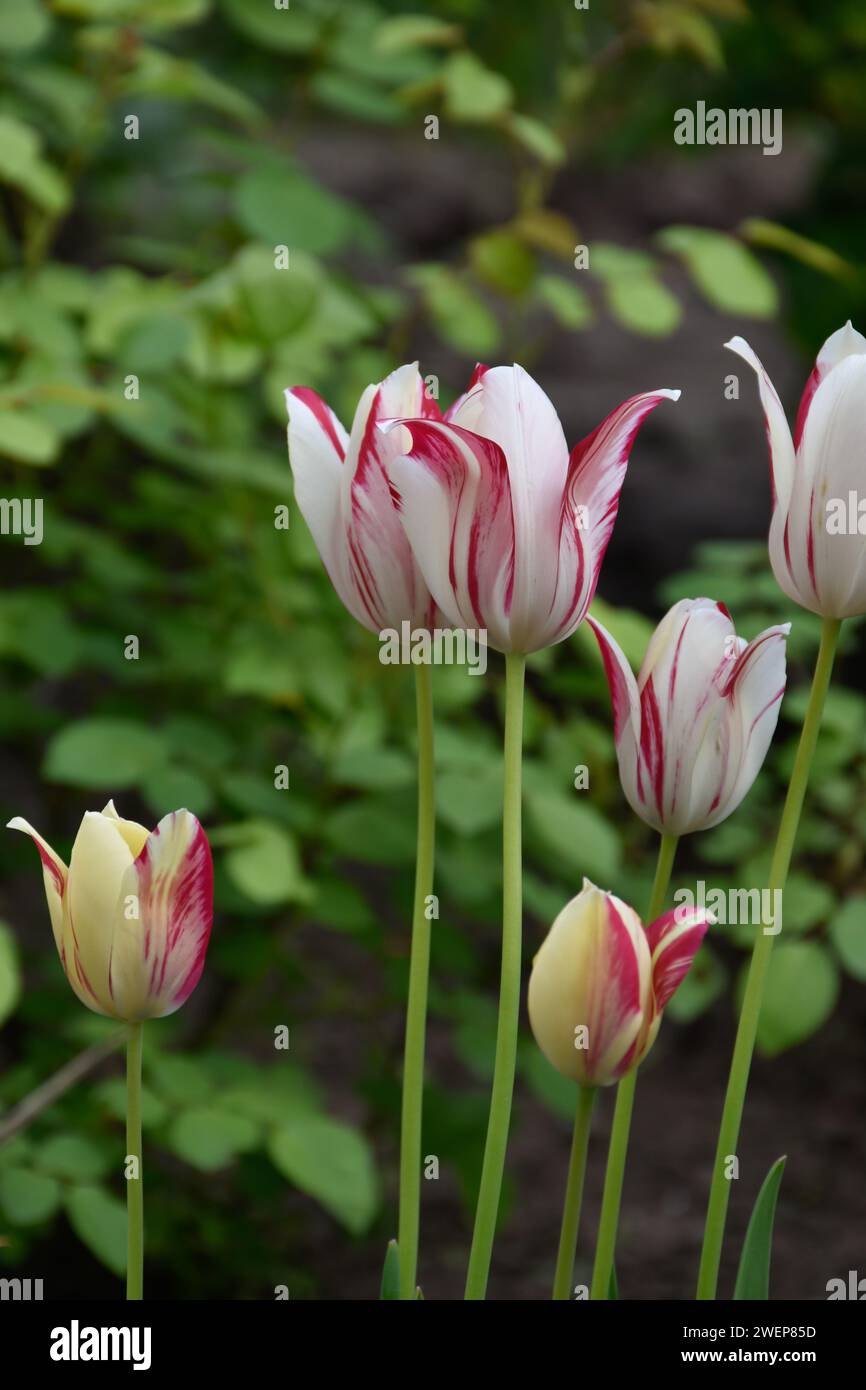 White and yellow tulips with red stripes. Pretty colorful spring ...