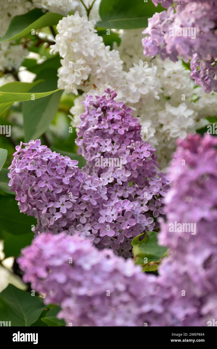 Lush purple and white lilac in spring garden at golden hour, green ...