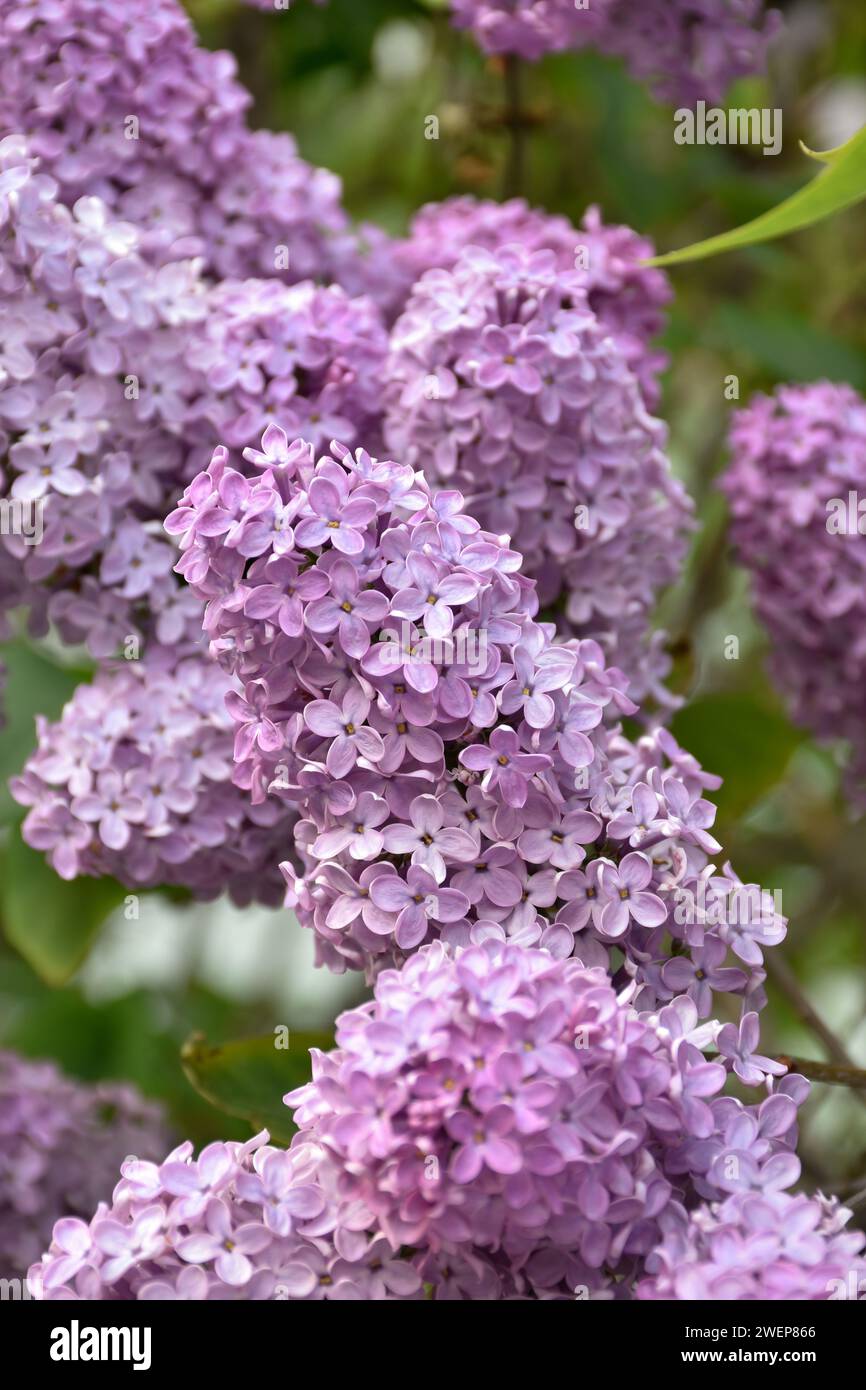 Lush purple lilac in spring garden at golden hour, green leaves ...