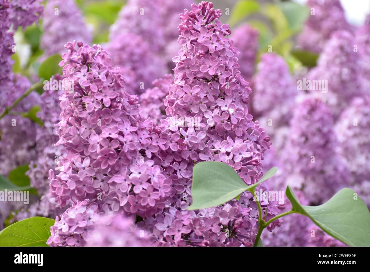 Lush purple lilac in spring garden at golden hour, green leaves ...