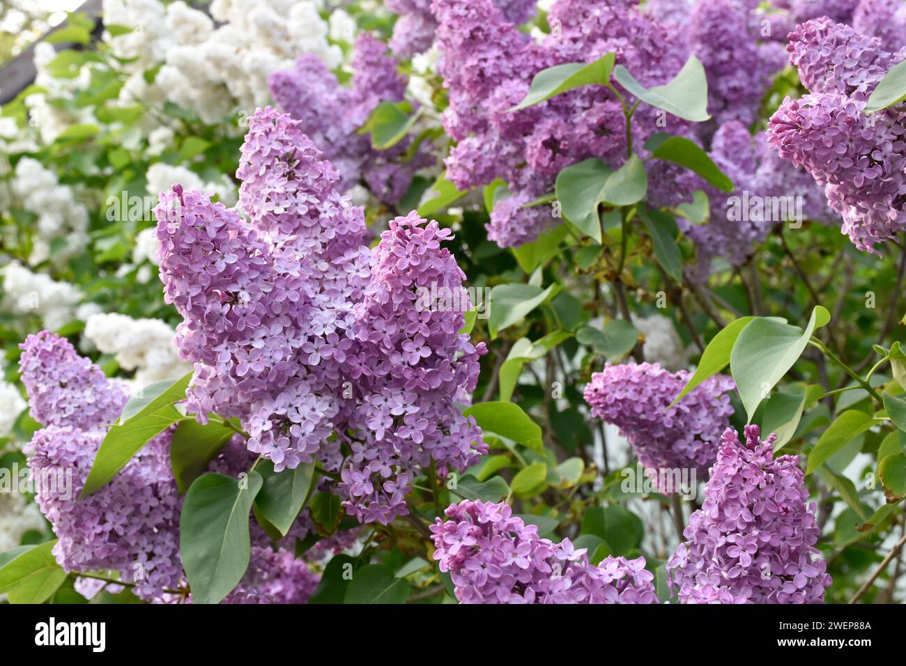 Lush purple and white lilac in spring garden at golden hour, green ...