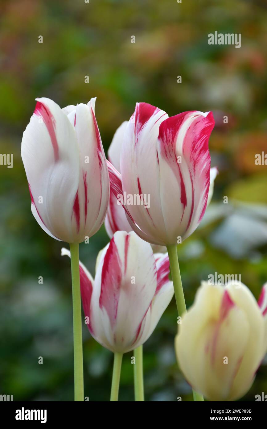 White and yellow tulips with red stripes. Pretty colorful spring ...