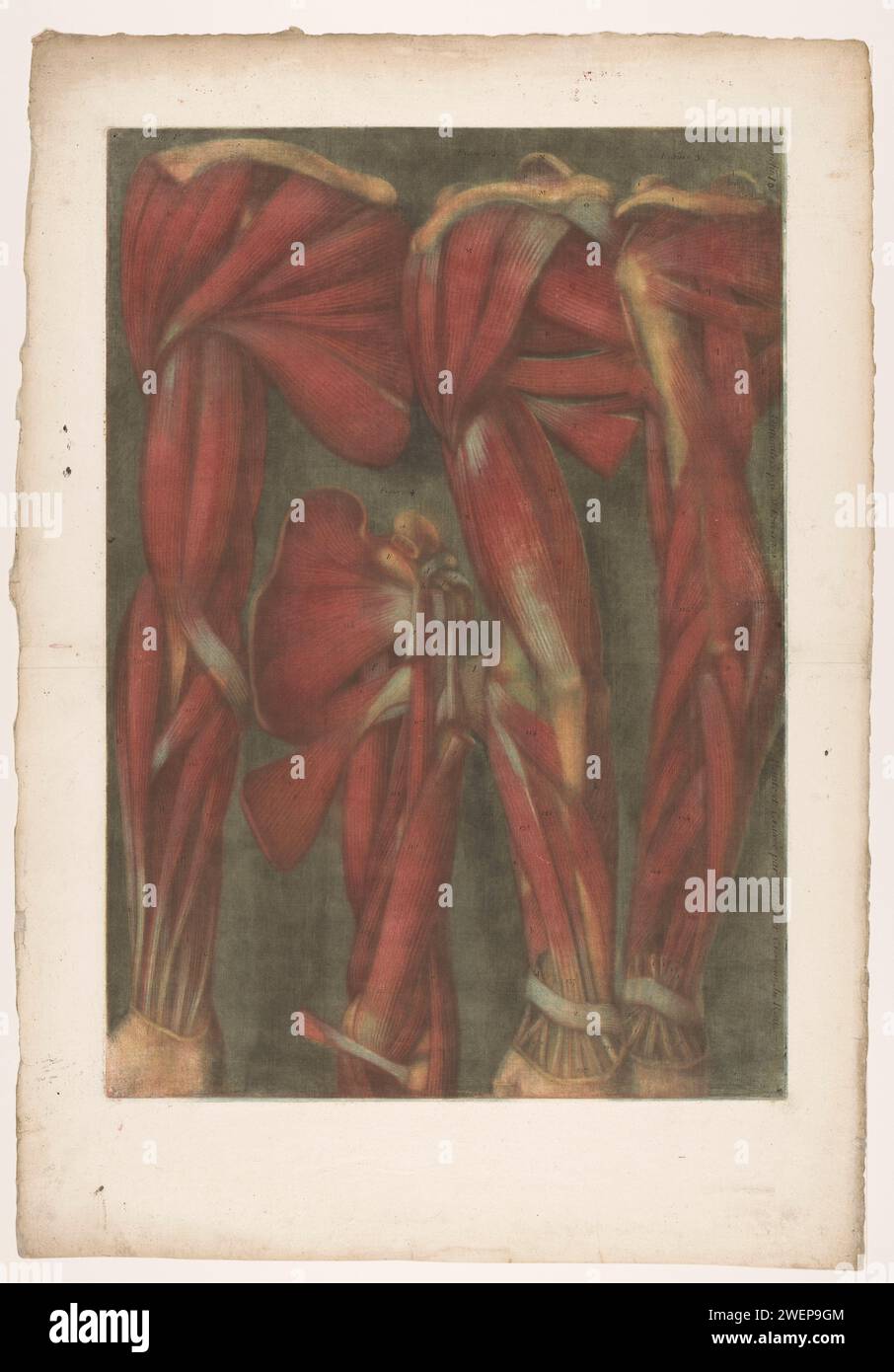 Anatomical muscle models of the arm and shoulder, Jacques Fabien ...