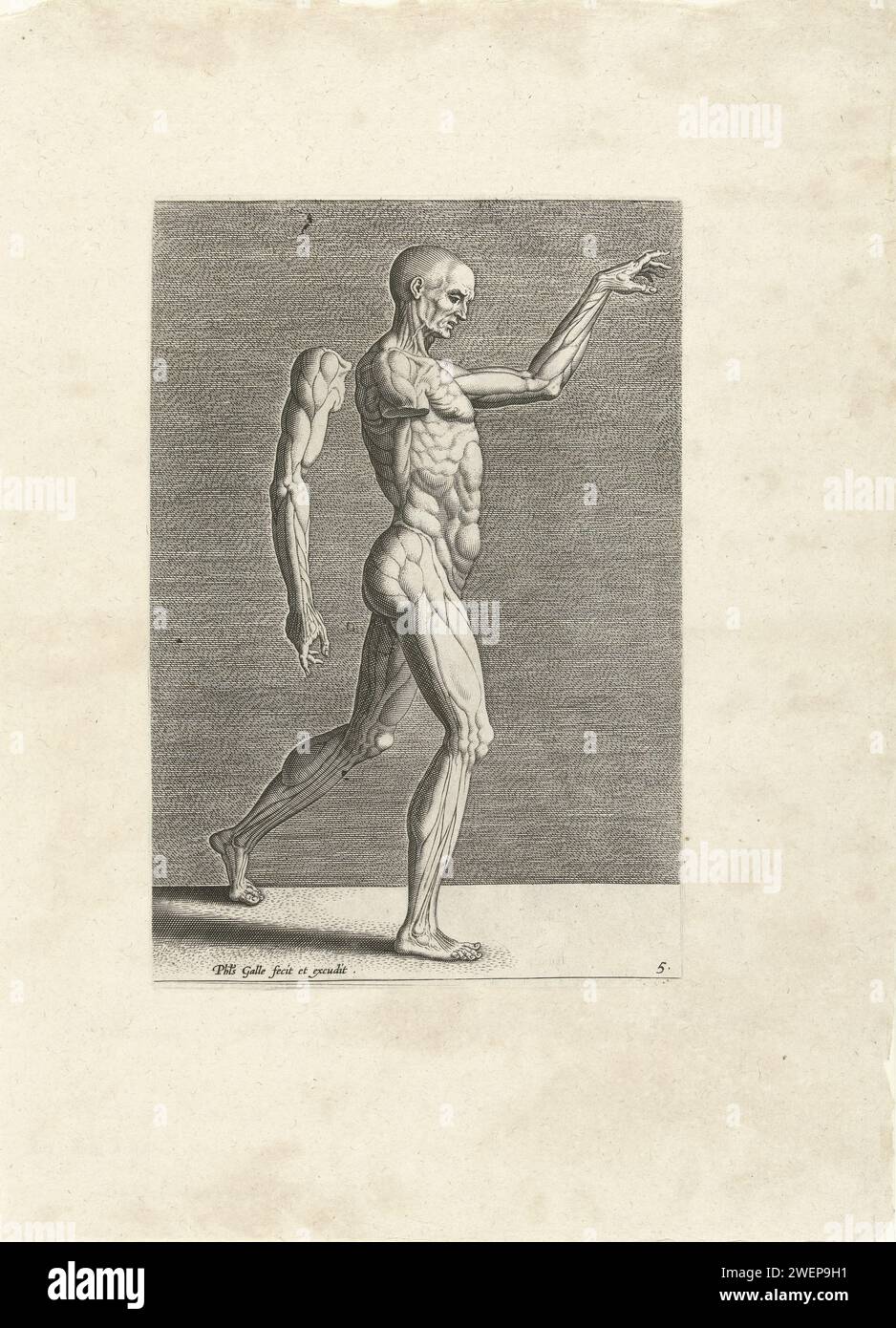 Arm muscles paper hi-res stock photography and images - Alamy