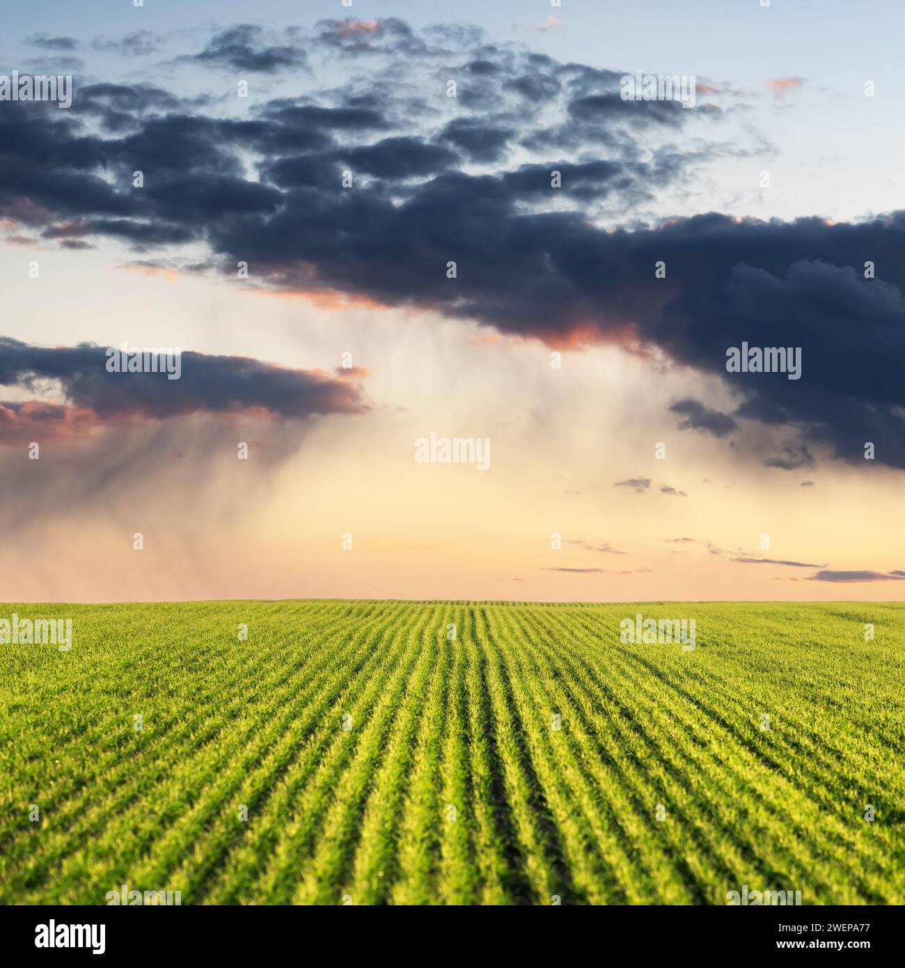 Raining on farm hi-res stock photography and images - Alamy