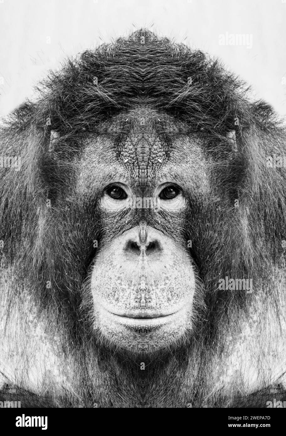 Big and small monkey Black and White Stock Photos & Images - Alamy