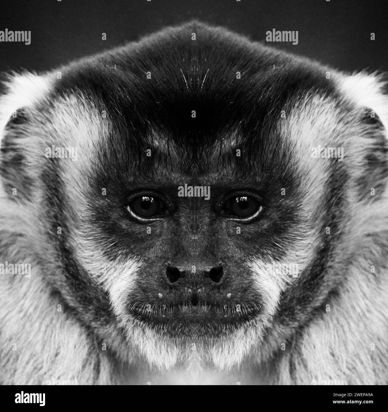 A beautiful black and white portrait of a monkey at close range that ...