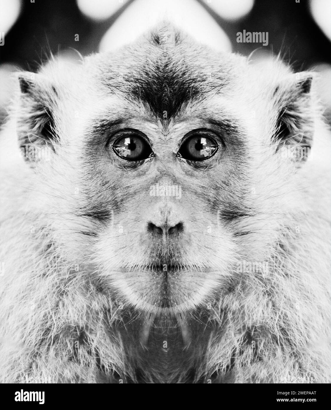A beautiful black and white portrait of a monkey at close range that ...