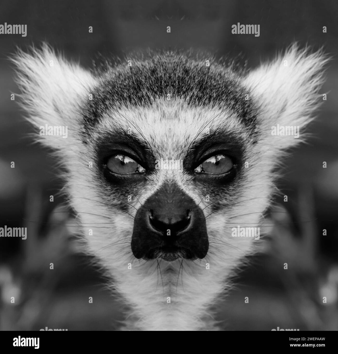 A beautiful black and white portrait of a monkey at close range that ...