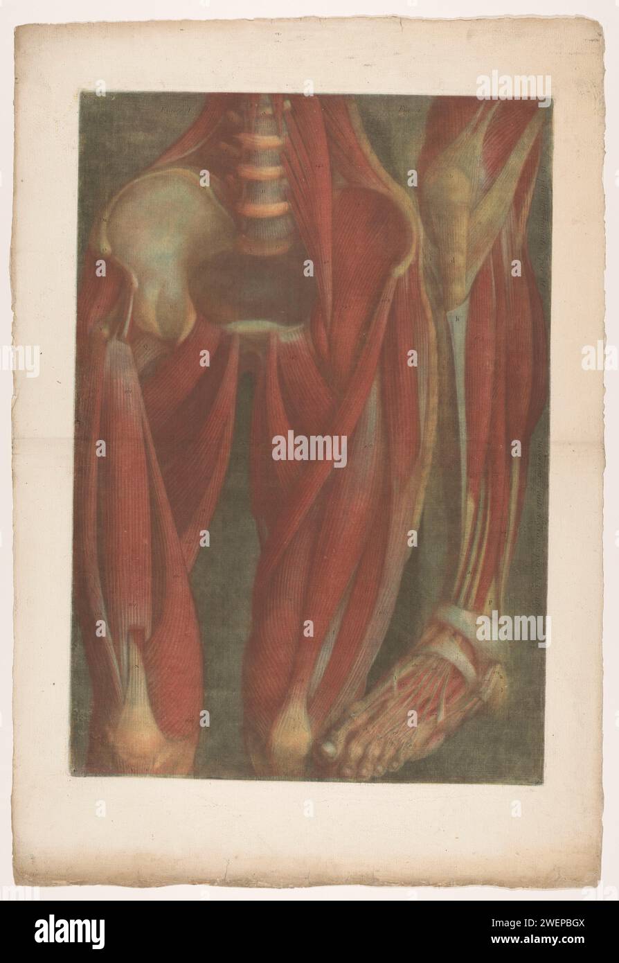 Anatomical engraving muscle hi-res stock photography and images - Alamy