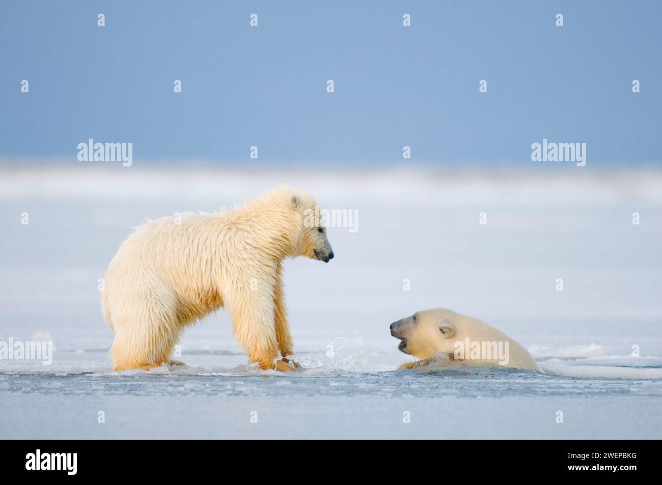 polar bears Ursus maritimus spring cubs play vigorously in and around ...