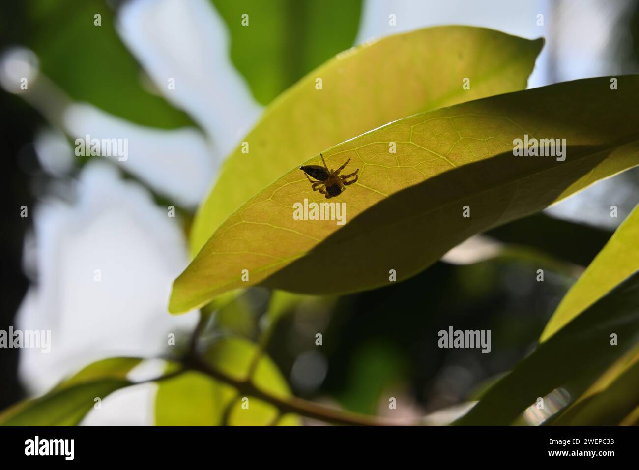 Underneath view of a small pale brown striped jumping spider sitting on ...