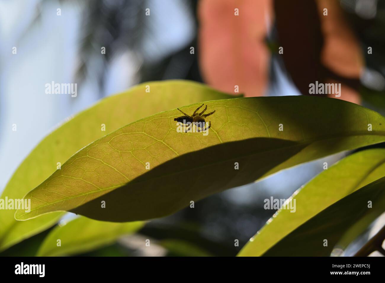 Underneath view of a light brown jumping spider with stripes walking on ...