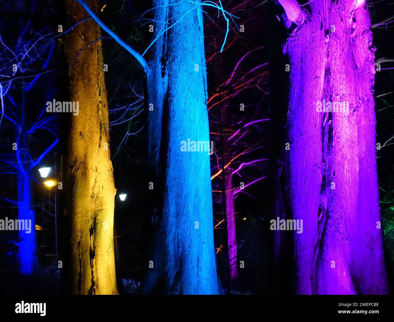 Lit trees hi-res stock photography and images - Alamy