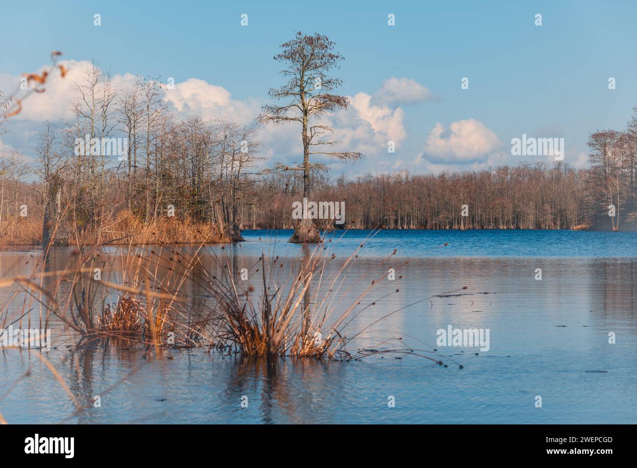 Reed beds swamp hi-res stock photography and images - Alamy