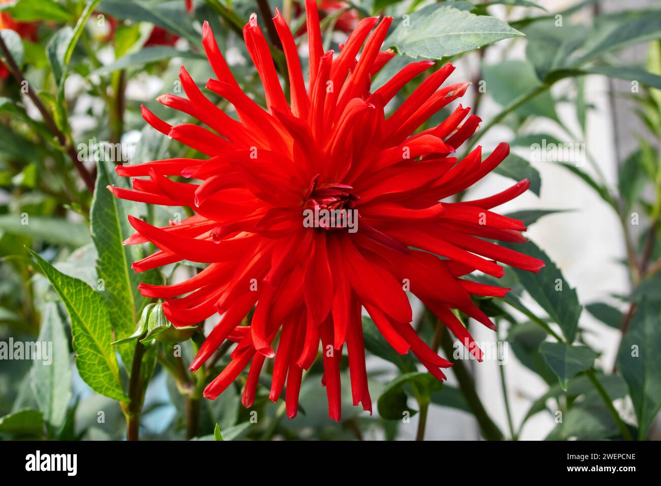 Flower macro many long hi-res stock photography and images - Alamy