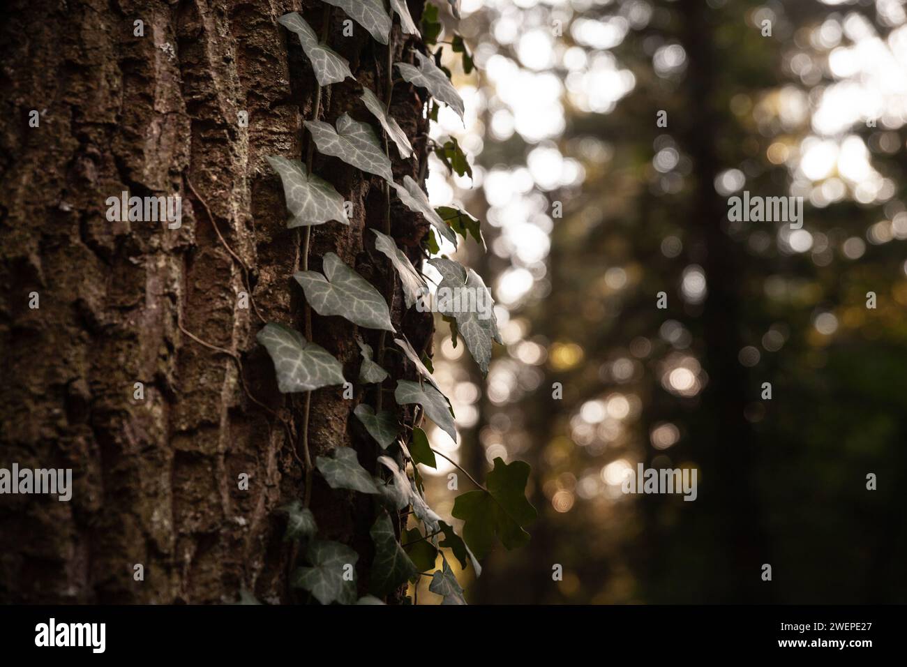 Picture of Hedera Helix ivy on a tree in Serbia. Hedera helix, the ...