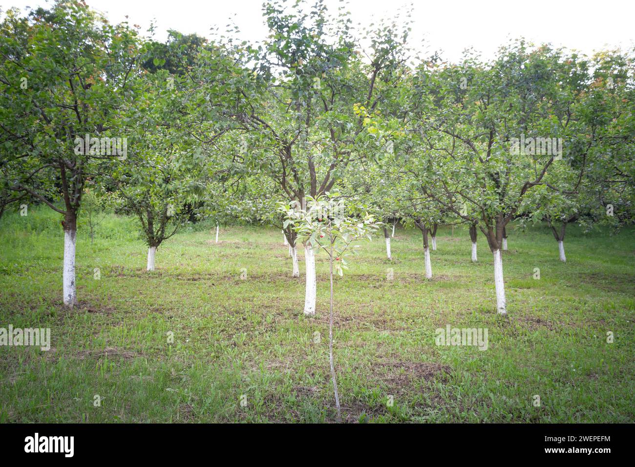 Picture of a cherry tree, taken in a garden producing fruits. Prunus ...