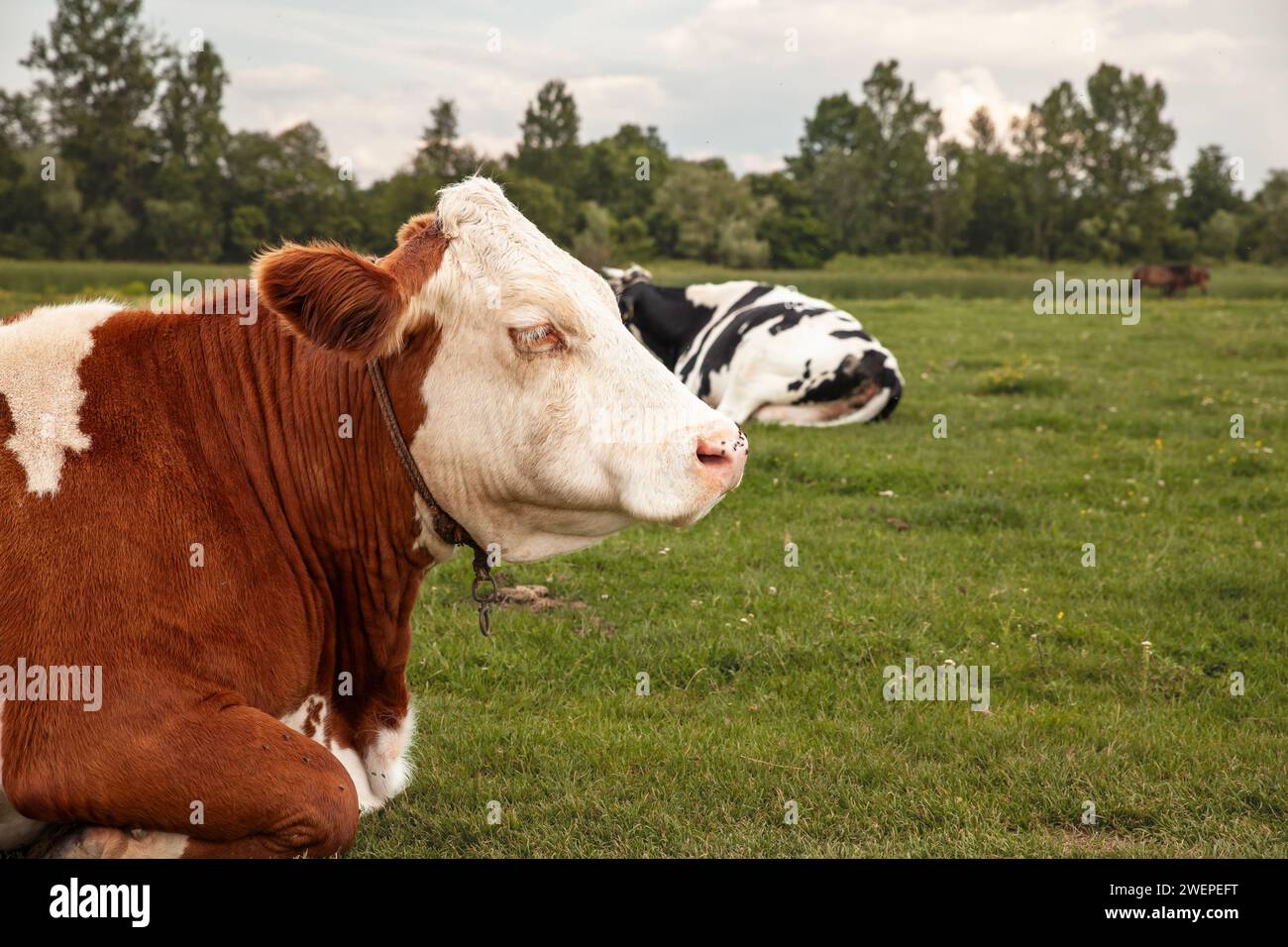 Picture of a holstein cow standing in Zasavica, in Serbia. The Holstein ...
