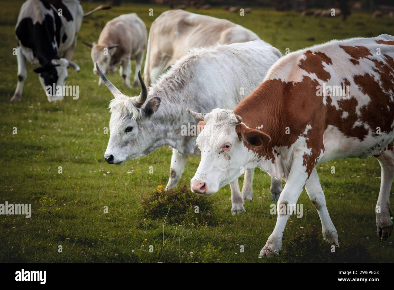 Picture of a holstein young cow standing in Zasavica, in Serbia and ...