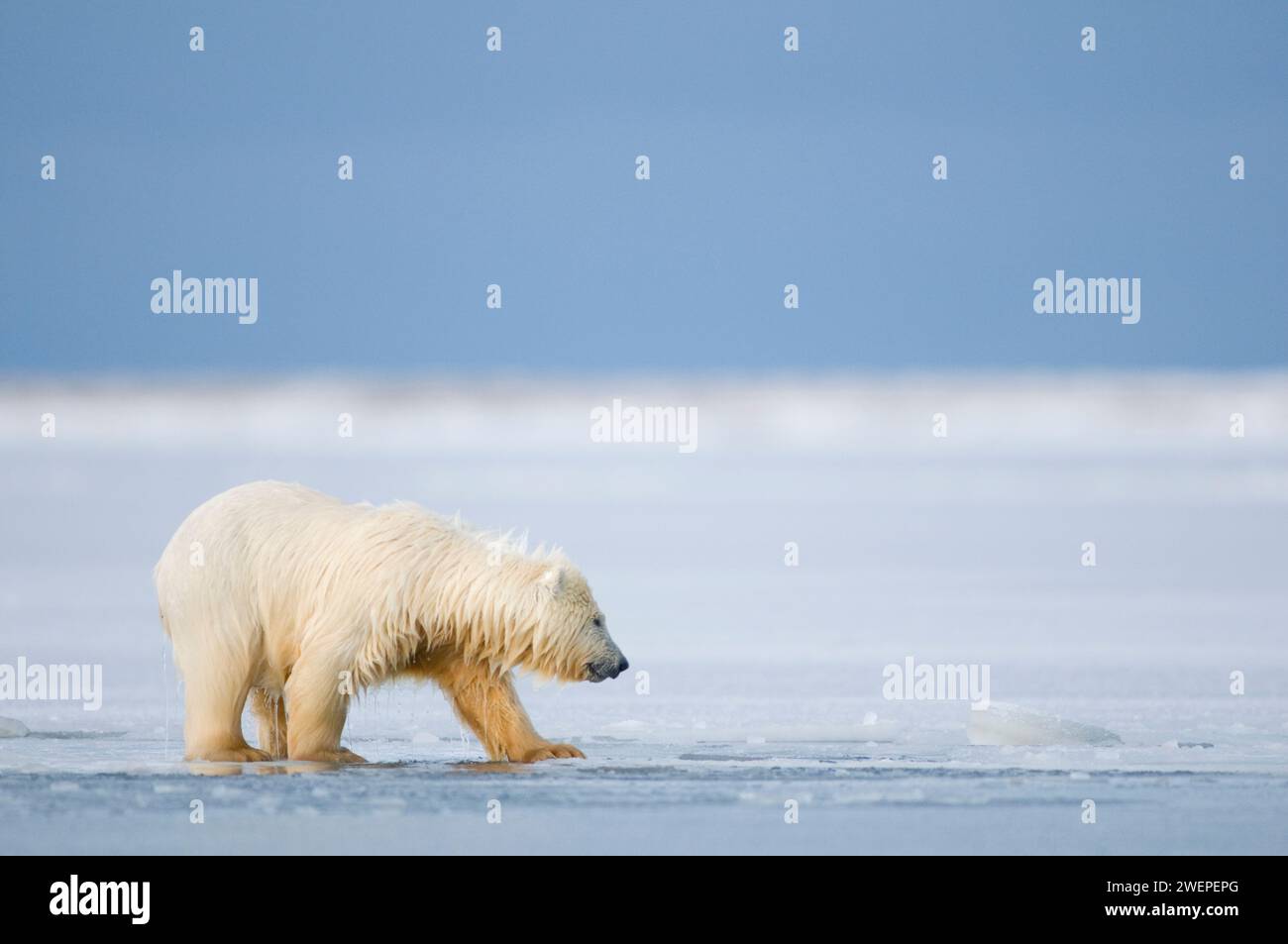 polar bear, Ursus maritimus, spring cub plays vigorously on newly ...