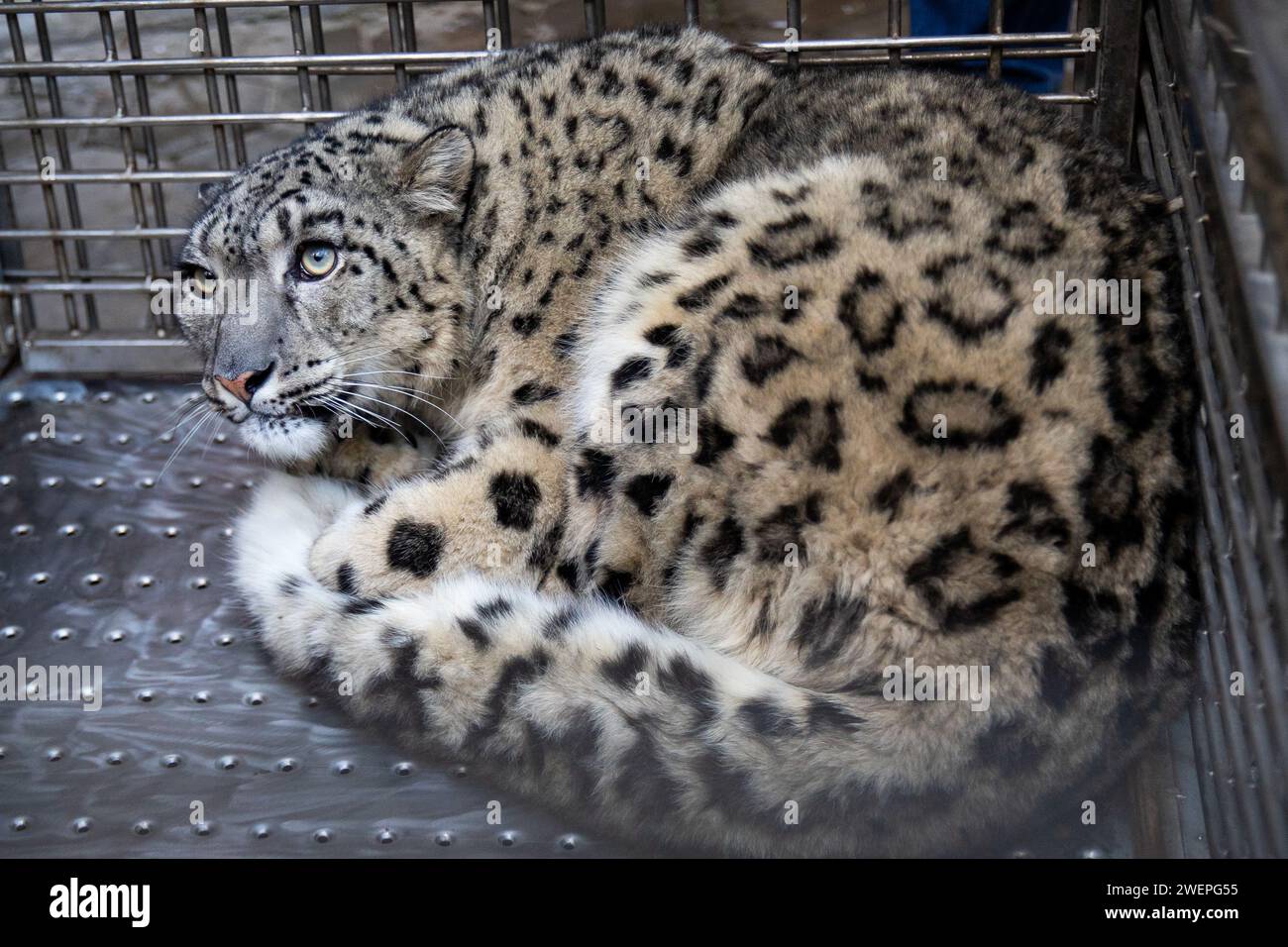 Kathmandu, Nepal. 26th Jan, 2024. An injured snow leopard cub, was ...