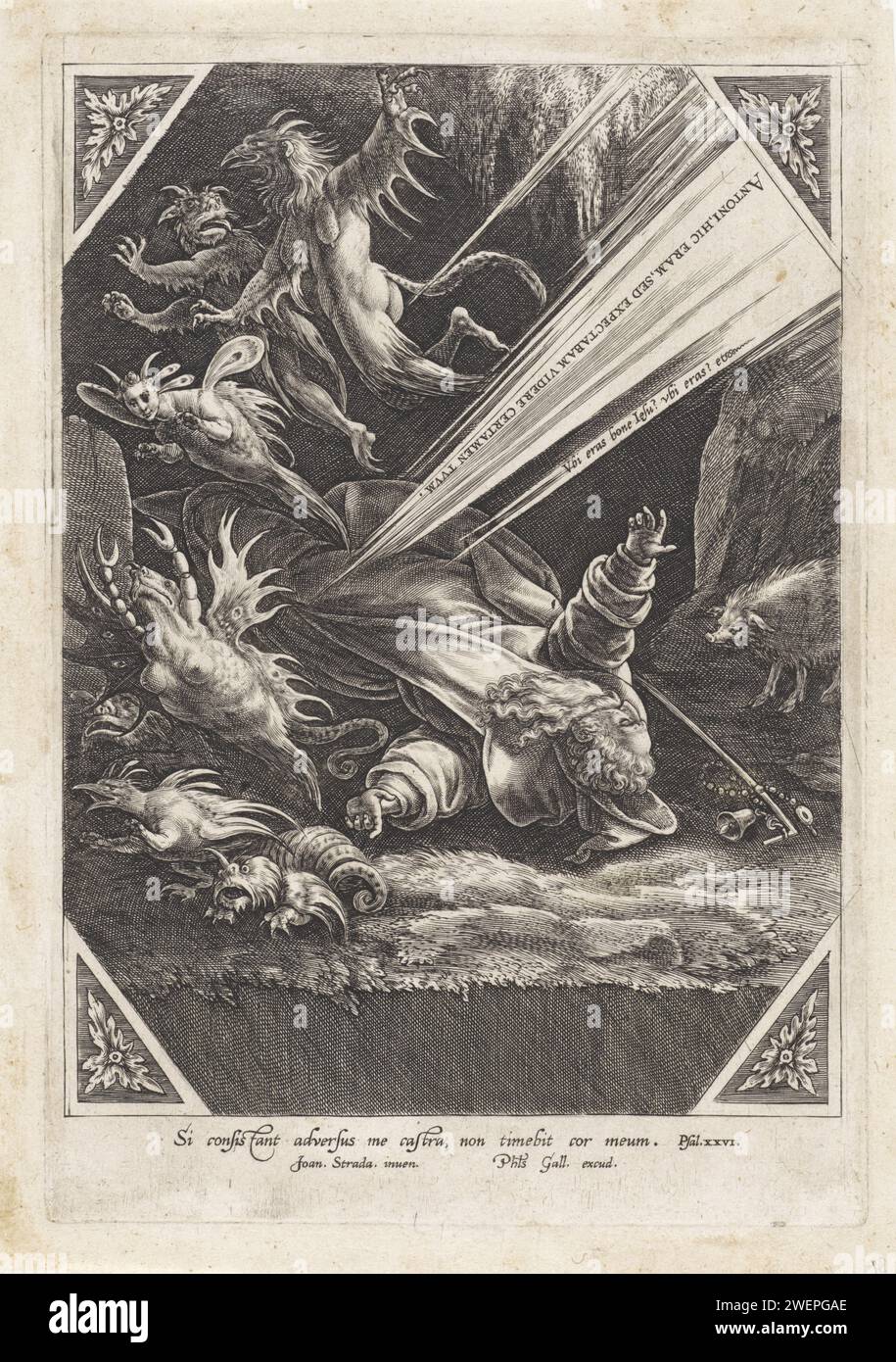 Pig like creatures hi-res stock photography and images - Alamy