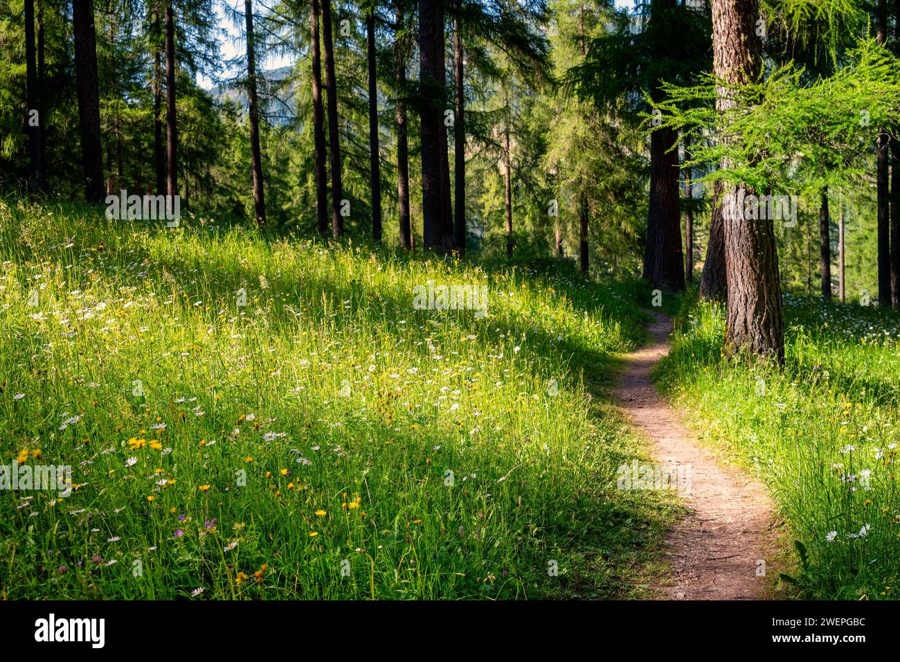 Small path between trees along a colorful flower meadow in the sunlight ...