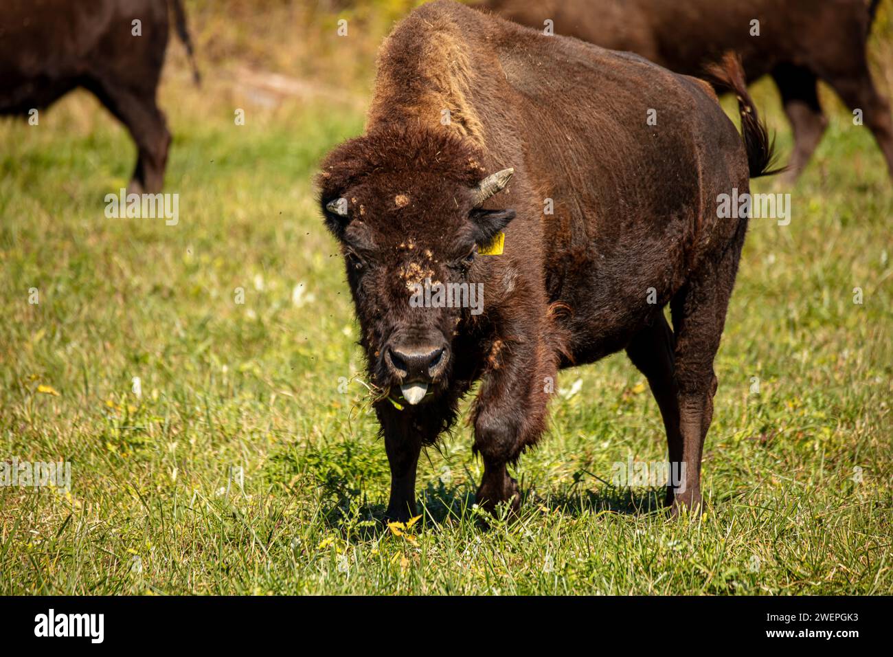 Buffalo in herd hi-res stock photography and images - Alamy