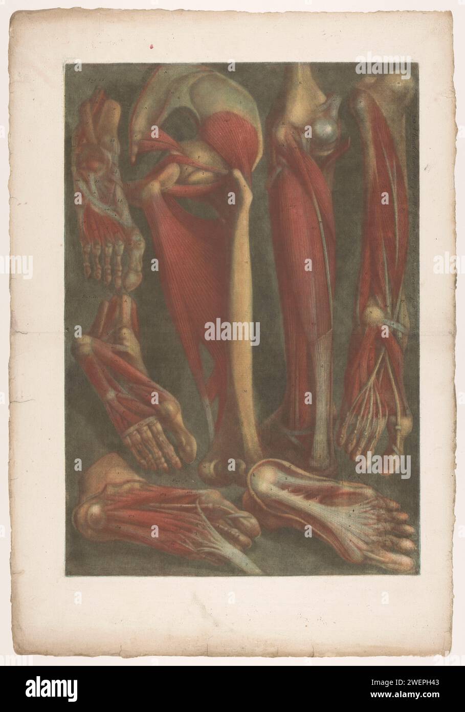 Joseph guichard duverney hi-res stock photography and images - Alamy