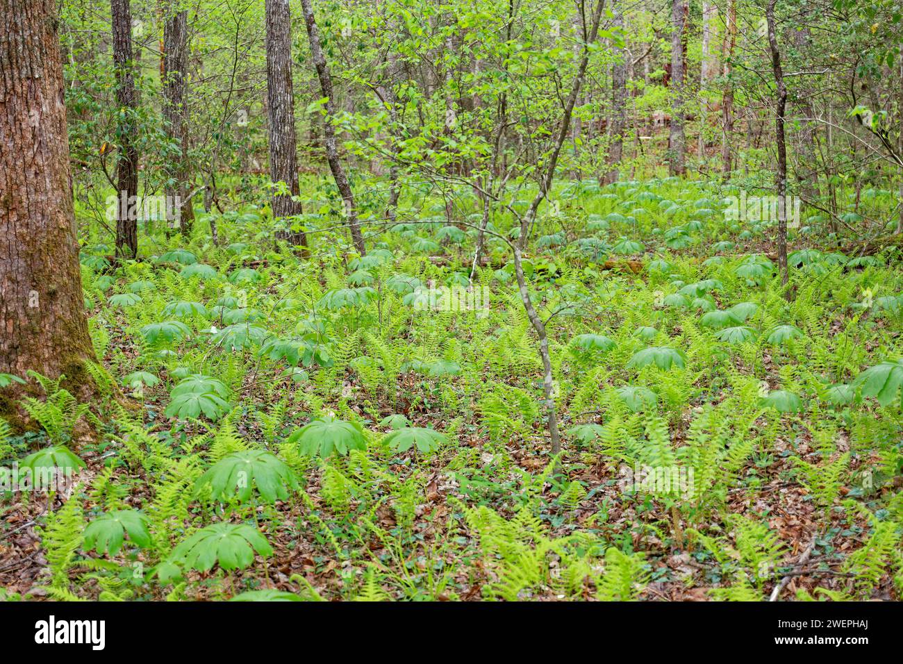 Mayapple and ferns are among the first plants to appear on the forest ...